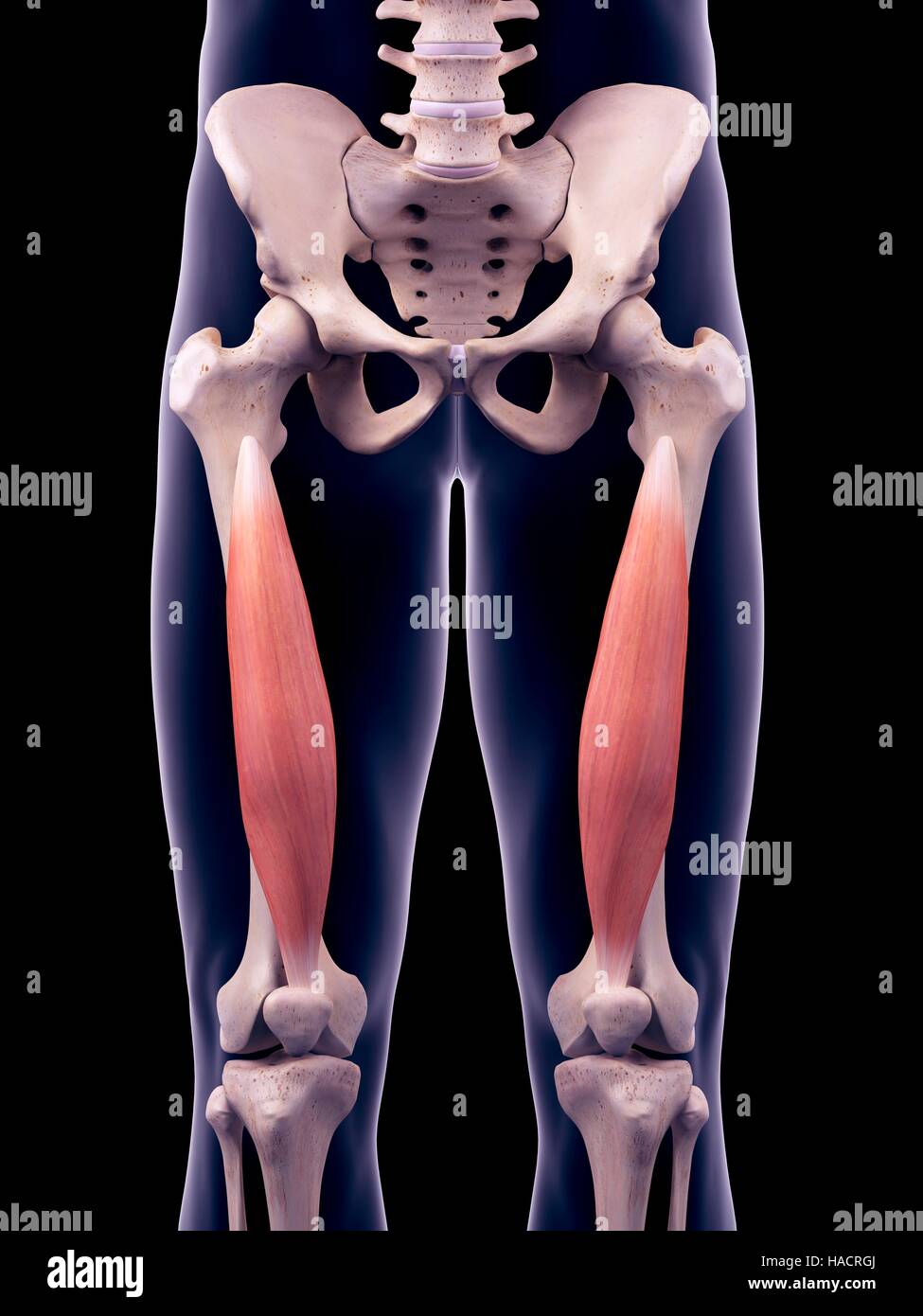 Vastus intermedius muscle hi-res stock photography and images - Alamy