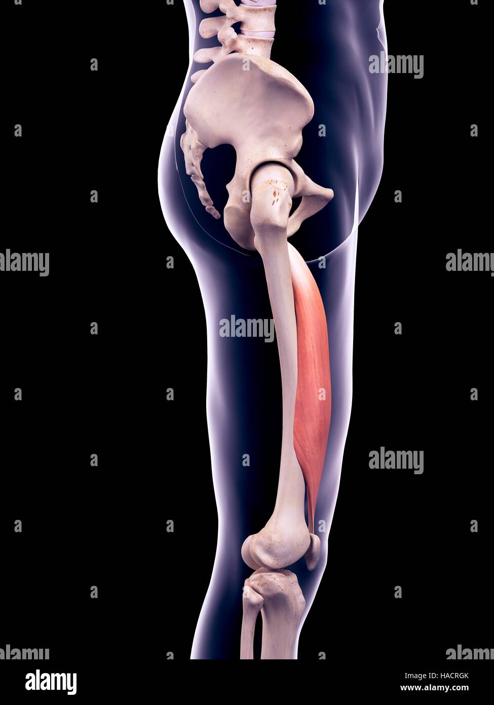 Vastus intermedius muscle hi-res stock photography and images - Alamy