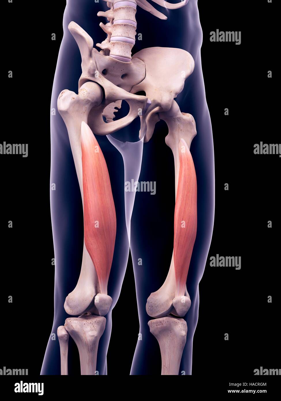 Vastus intermedius muscle hi-res stock photography and images - Alamy