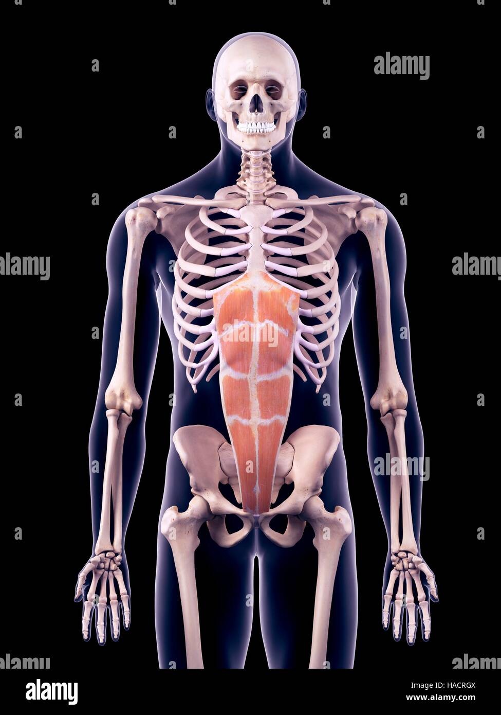 Illustration of the rectus abdominis muscle Stock Photo - Alamy
