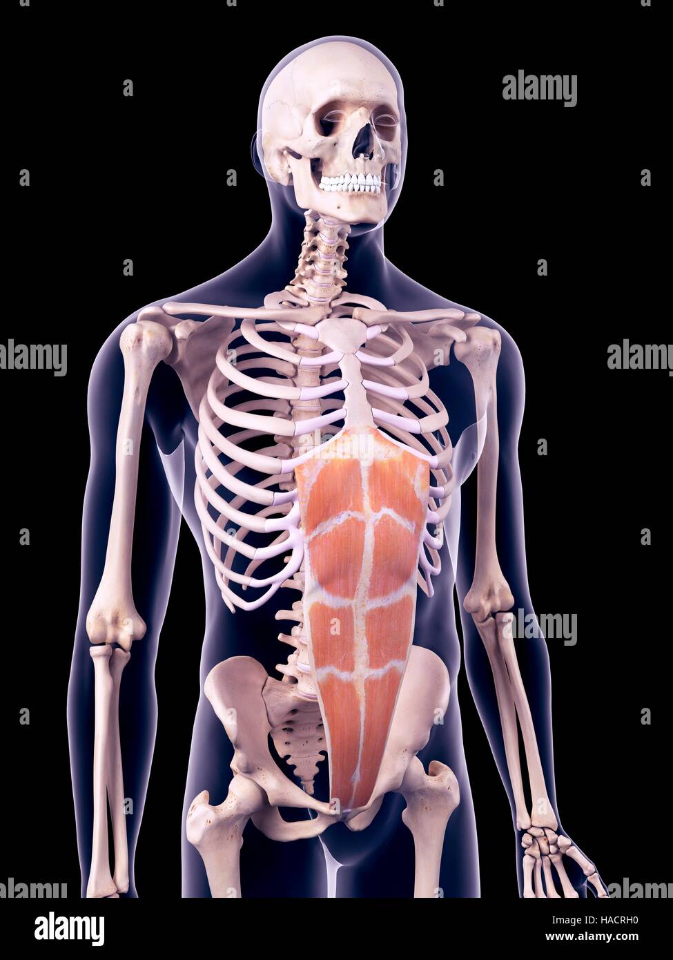Abdominal rectus muscle hi-res stock photography and images - Alamy