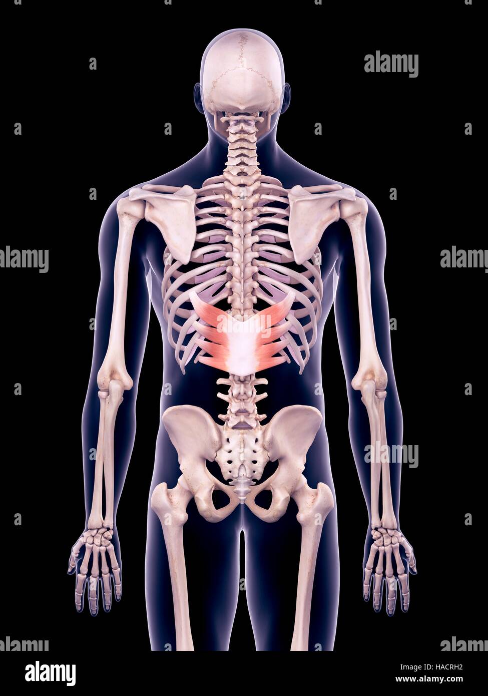 Serratus posterior inferior muscle hi-res stock photography and images ...