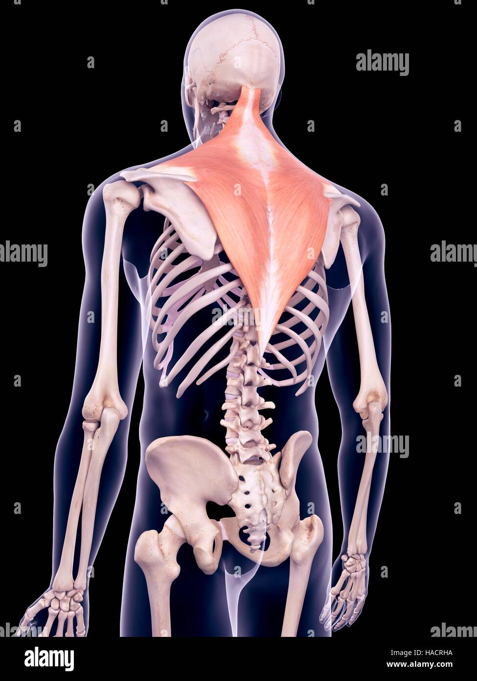 Illustration of the trapezius muscles Stock Photo - Alamy