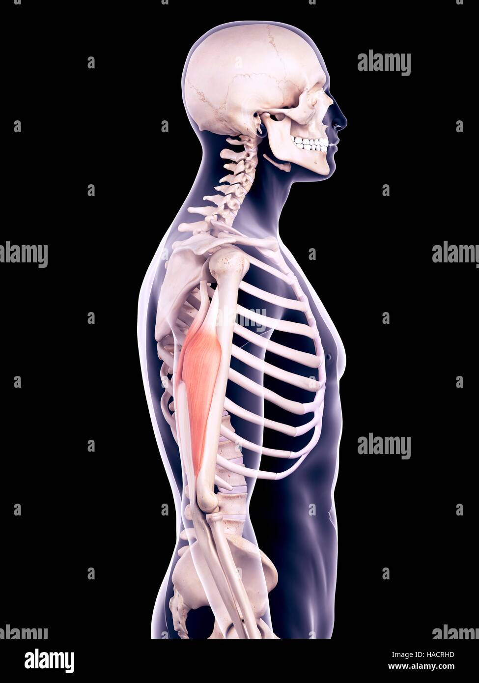 Muscle triceps hi-res stock photography and images - Alamy