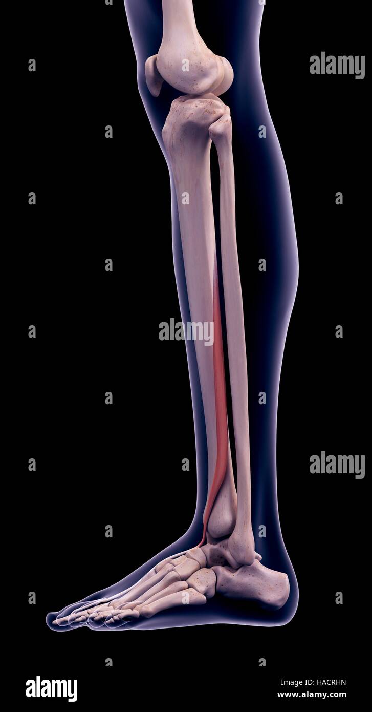 Extensor hallucis longus hi-res stock photography and images - Alamy
