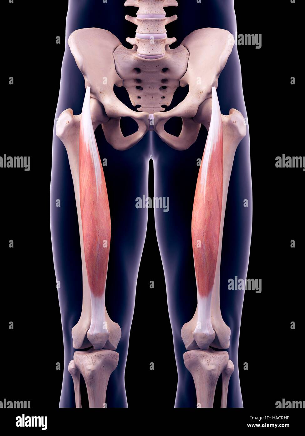 Rectus Femoris Stock Photos & Rectus Femoris Stock Images - Alamy