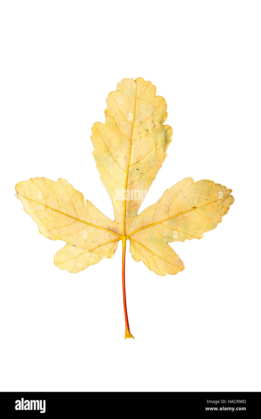 Acer leaf patterns Cut Out Stock Images & Pictures - Alamy