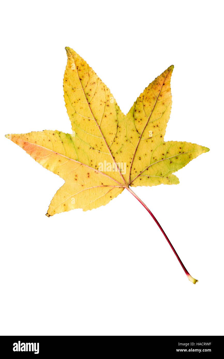 Closeup Photograph of autumnal withering maple tree or acer tree Leaf ...