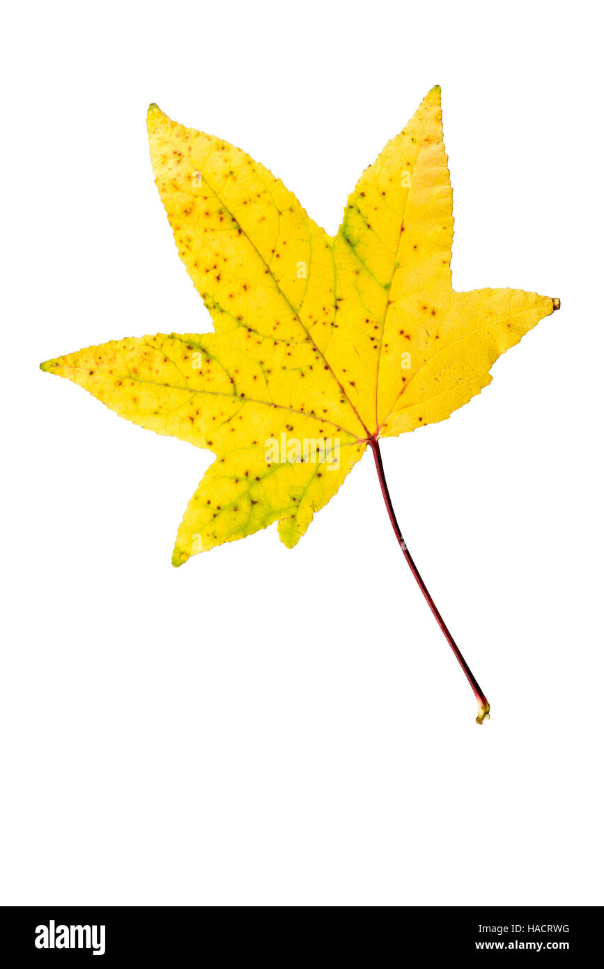 Acer leaf patterns Cut Out Stock Images & Pictures - Alamy