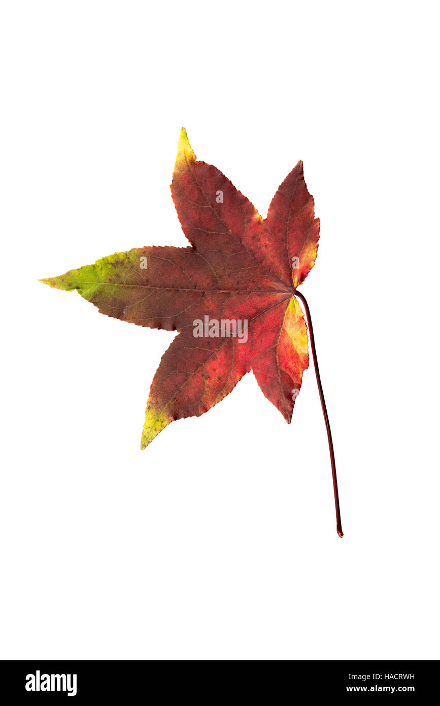 Closeup Photograph of autumnal withering maple tree or acer tree Leaf ...