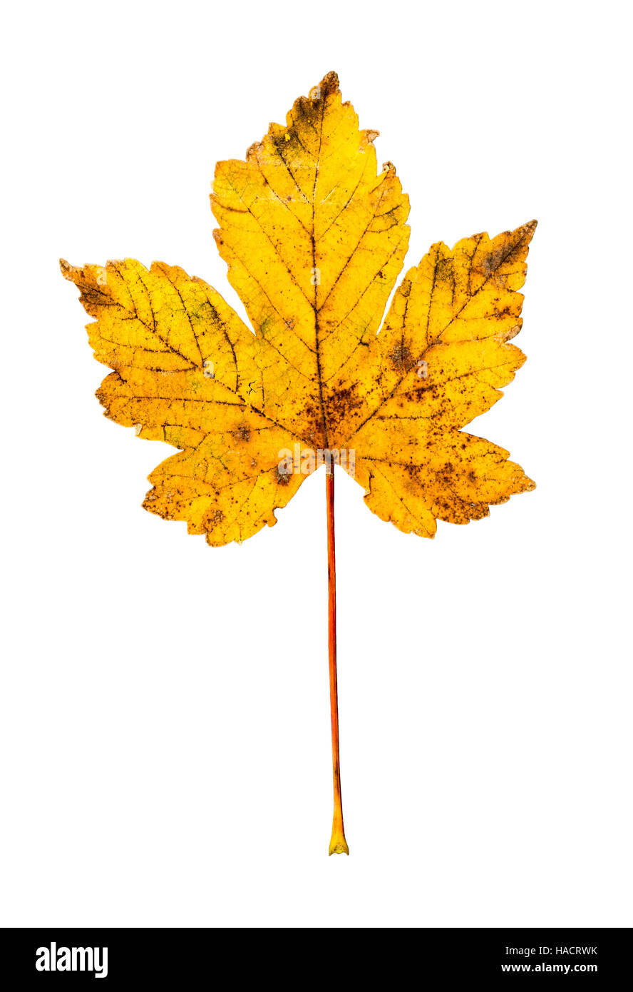 Closeup Photograph of autumnal withering maple tree or acer tree Leaf ...