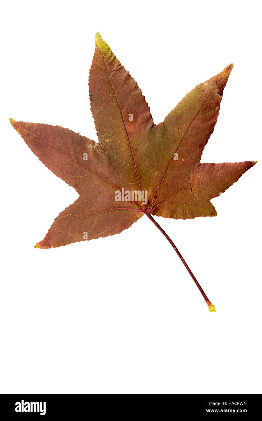 Acer leaf patterns Cut Out Stock Images & Pictures - Alamy