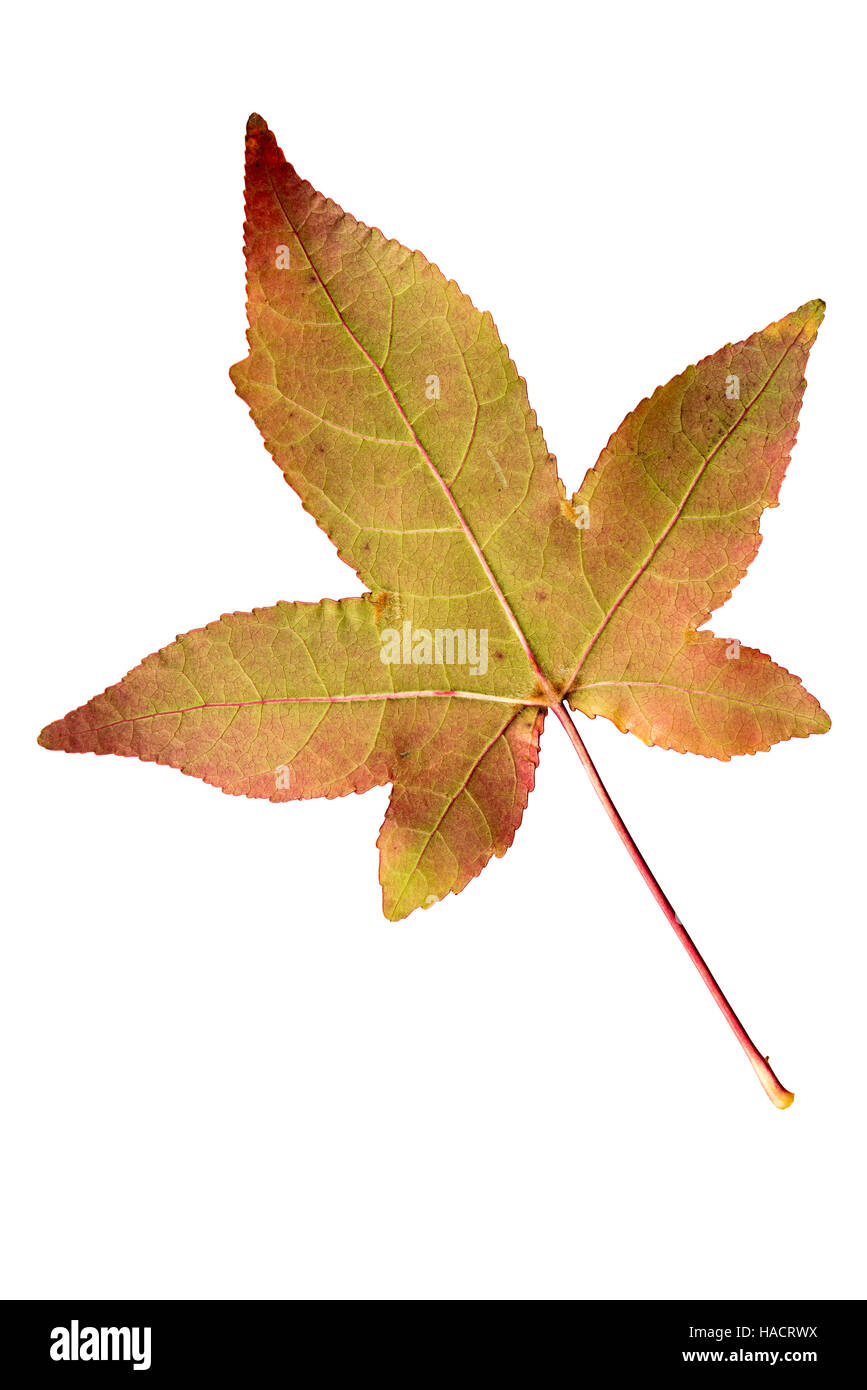 Acer leaf patterns Cut Out Stock Images & Pictures - Alamy