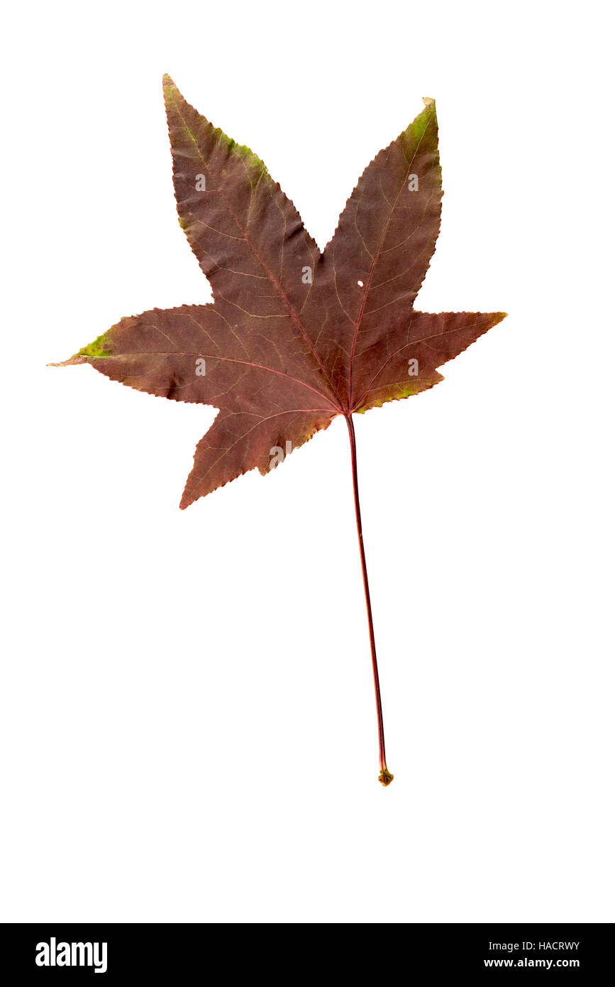 Acer leaf patterns Cut Out Stock Images & Pictures - Alamy