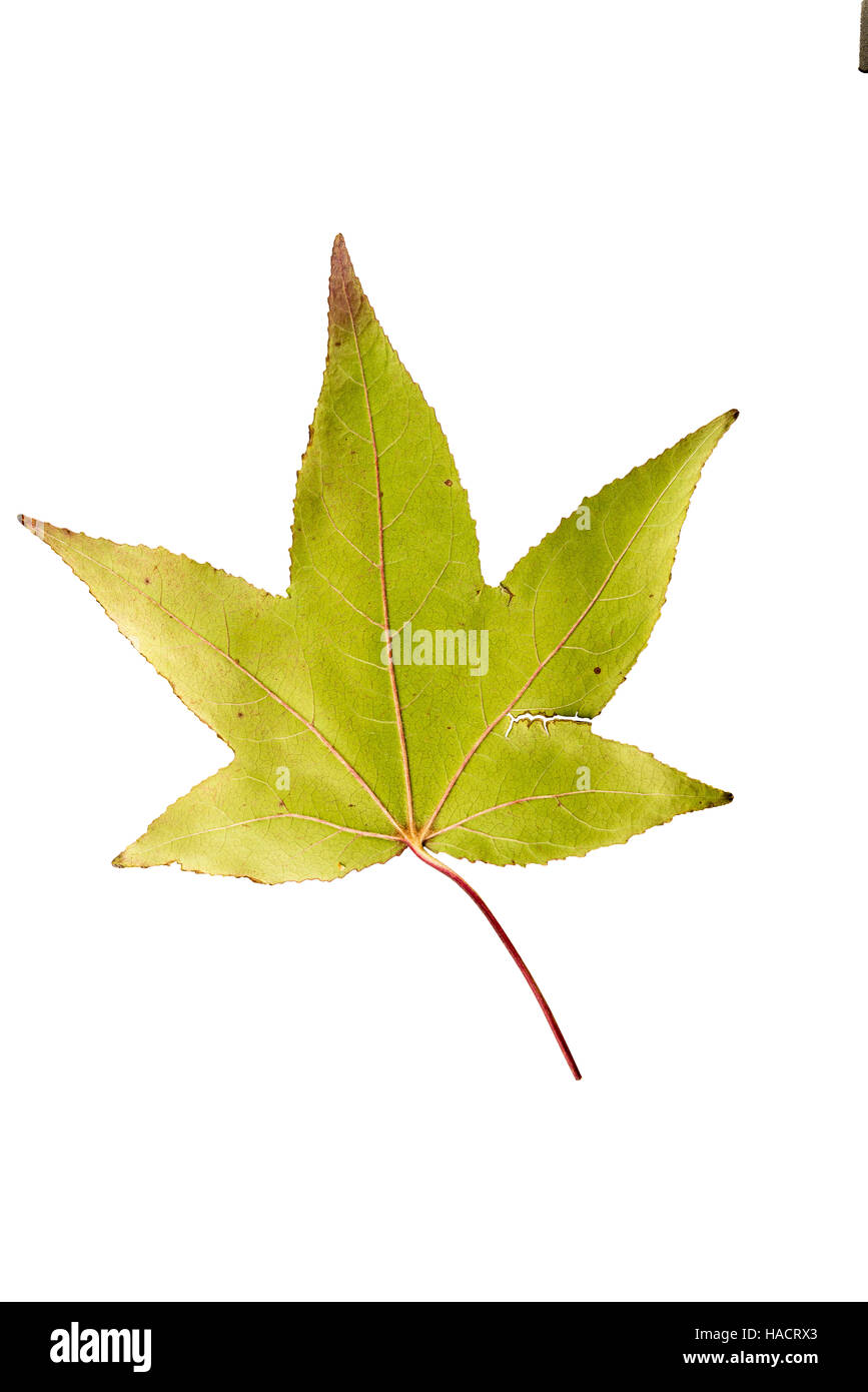 Closeup Photograph of autumnal withering maple tree or acer tree Leaf ...