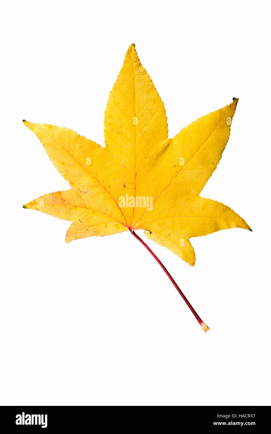 Acer leaf patterns Cut Out Stock Images & Pictures - Alamy