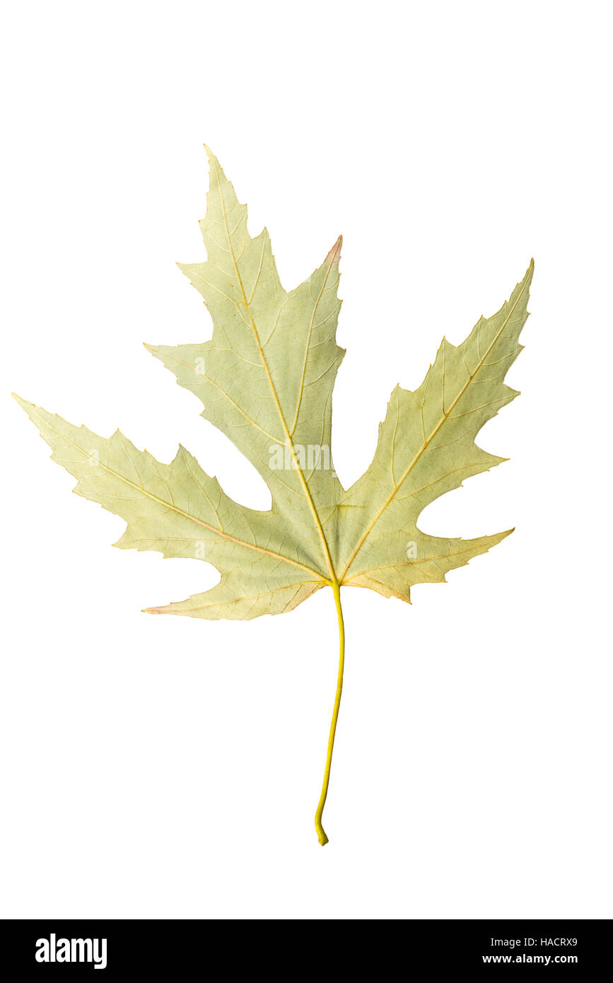 Wilting trees Cut Out Stock Images & Pictures - Alamy