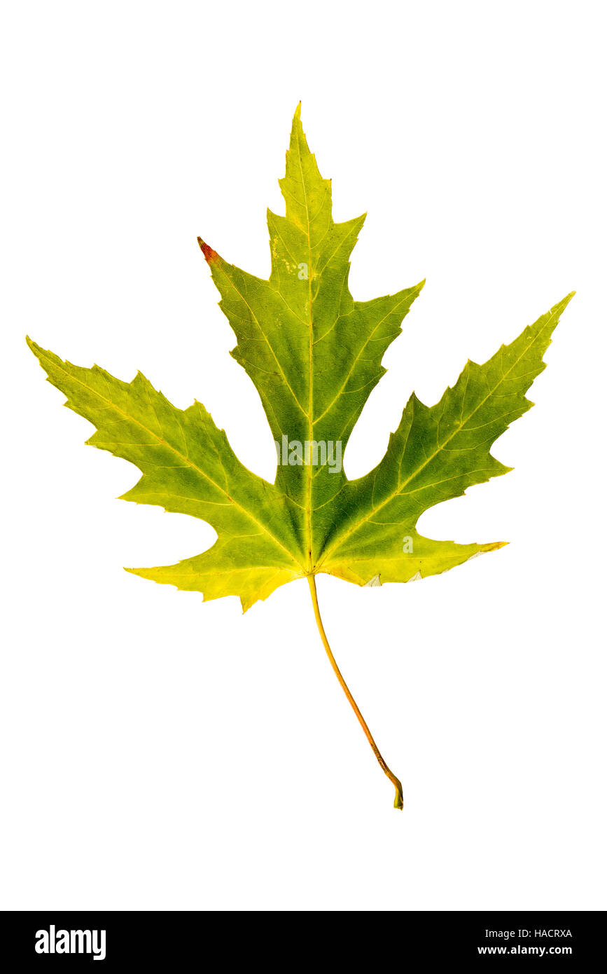 Closeup Photograph of autumnal withering maple tree or acer tree Leaf ...