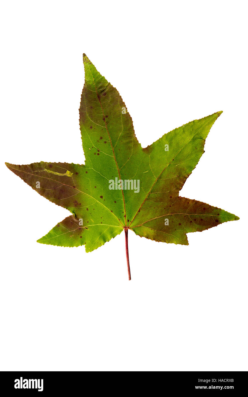 Closeup Photograph of autumnal withering maple tree or acer tree Leaf ...