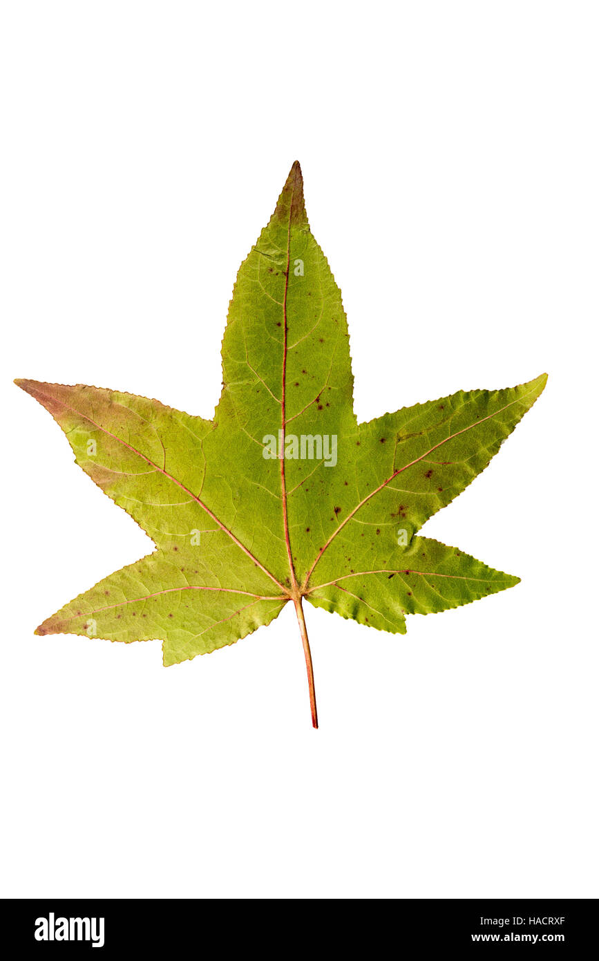 Acer leaf patterns Cut Out Stock Images & Pictures - Alamy