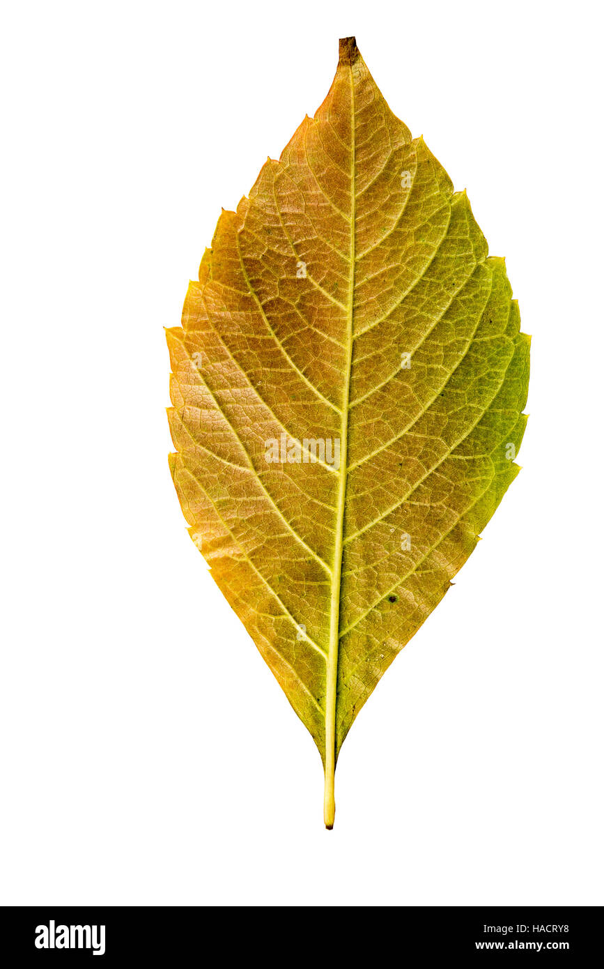 Close-up Photograph of a withering autumnal leaves isolated on white ...