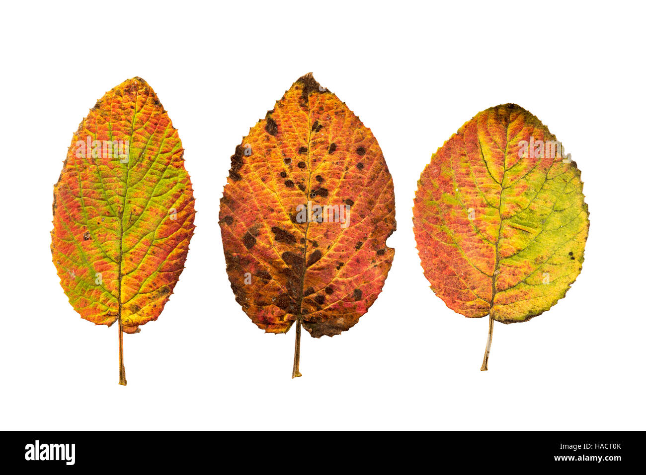 Close-up Photograph of a withering autumnal leaves isolated on white ...