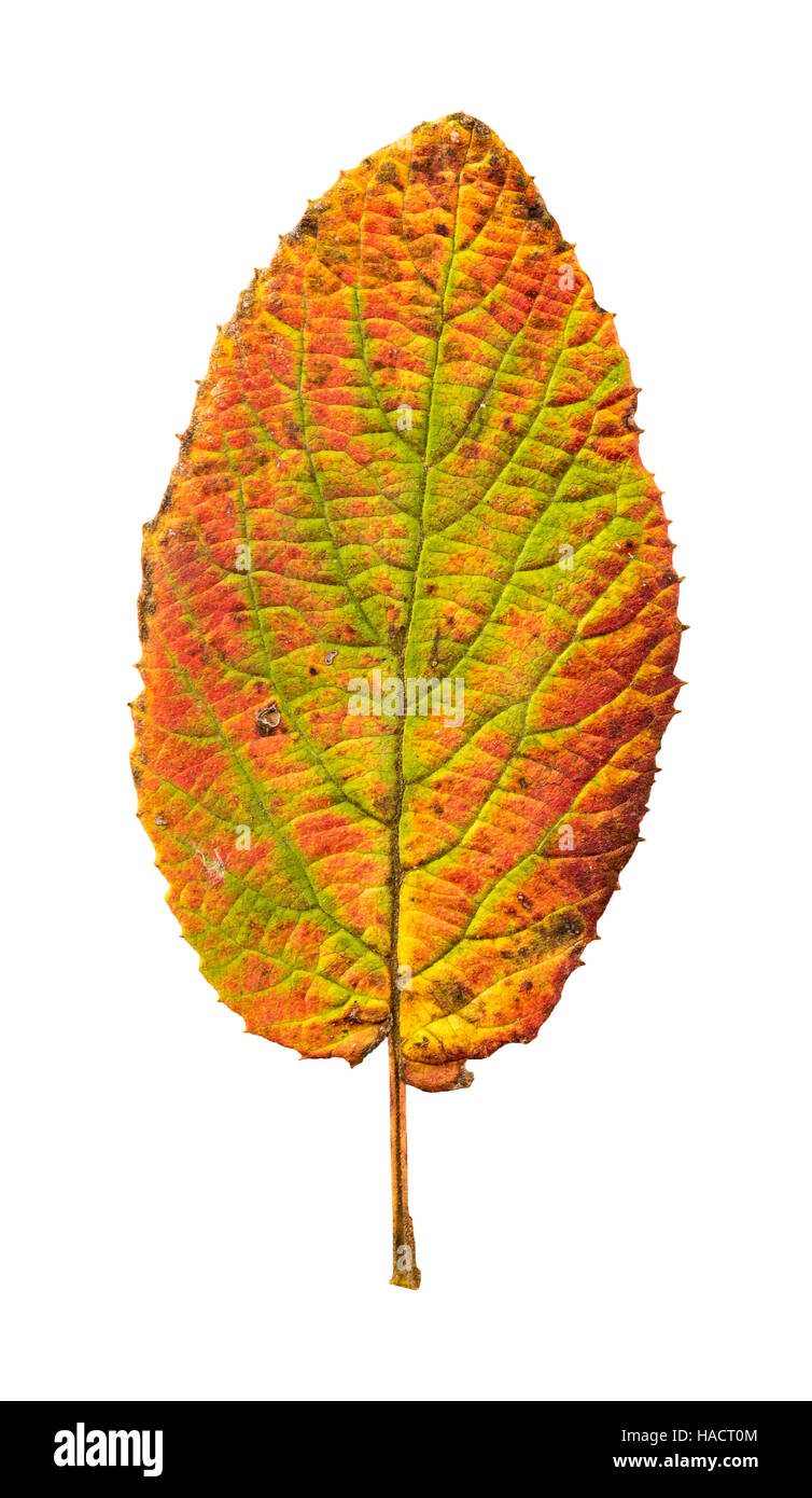 Close-up Photograph of a withering autumnal leaves isolated on white ...