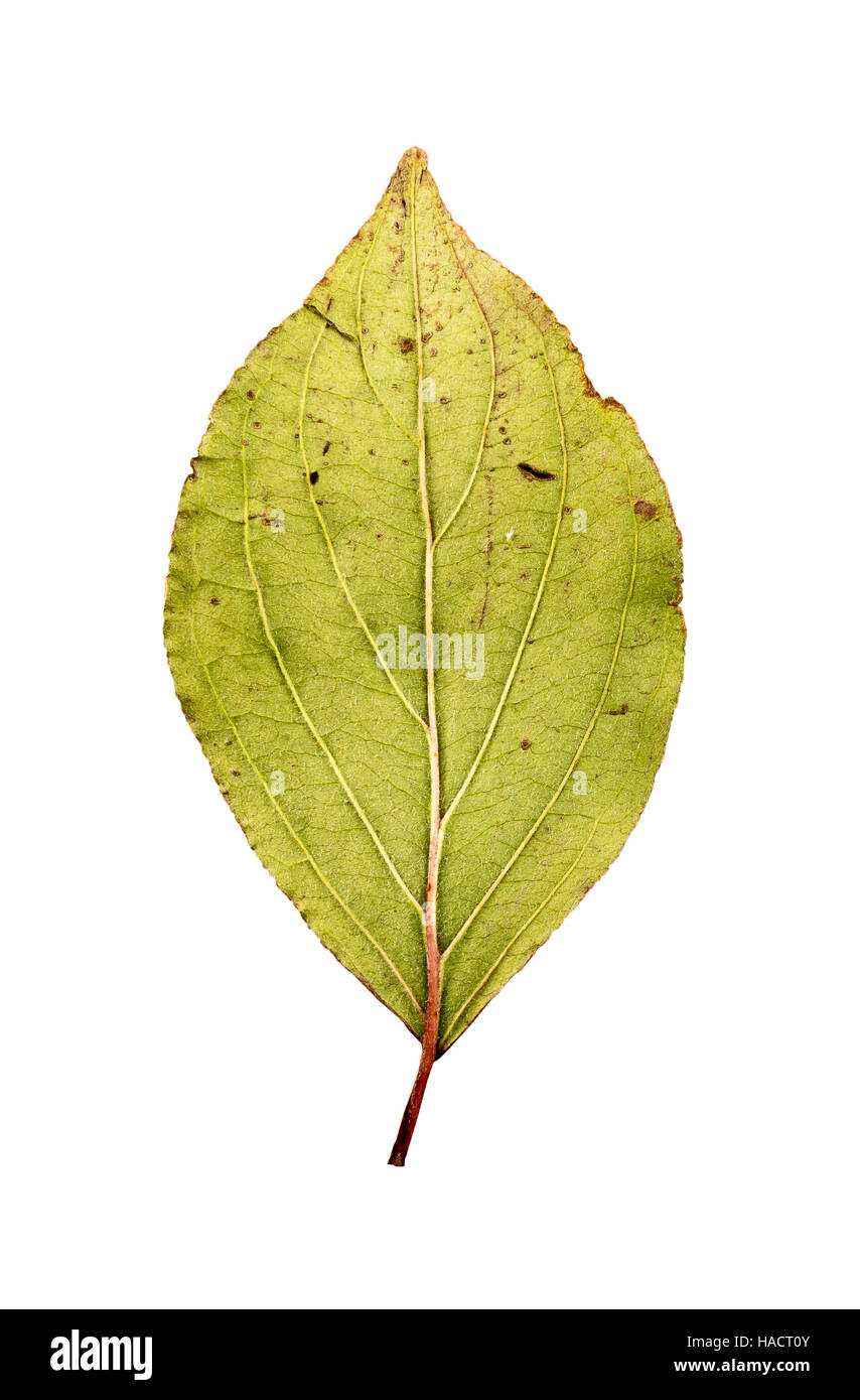 Close-up Photograph of a withering autumnal leaves isolated on white ...