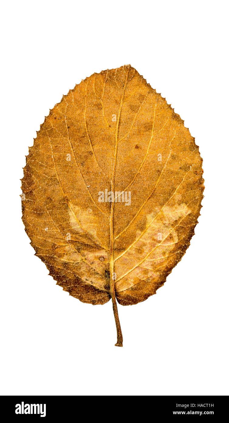Close-up Photograph of a withering autumnal leaves isolated on white ...