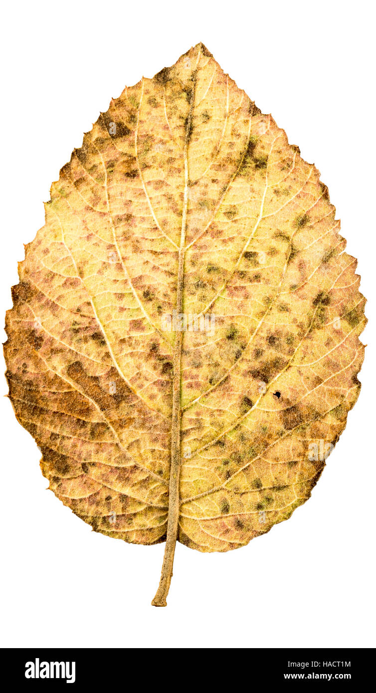 Close-up Photograph of a withering autumnal leaves isolated on white ...