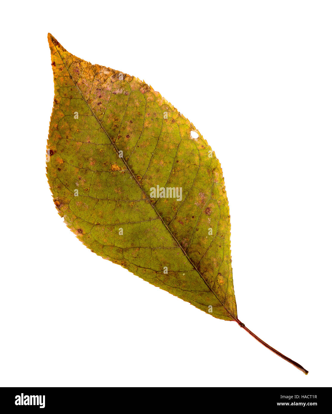 Close-up Photograph of a withering autumnal leaves isolated on white ...