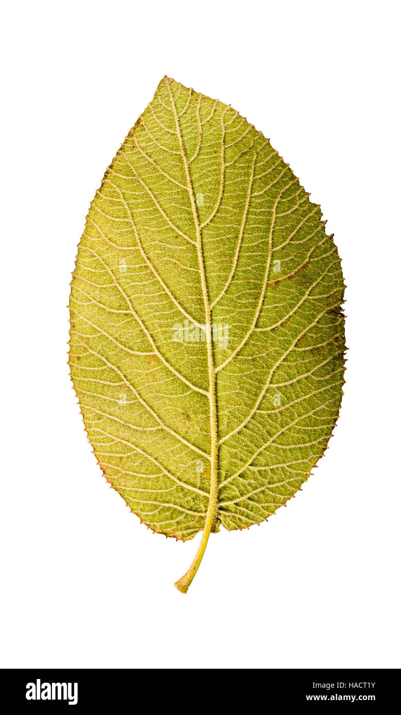 Close-up Photograph of a withering autumnal leaves isolated on white ...