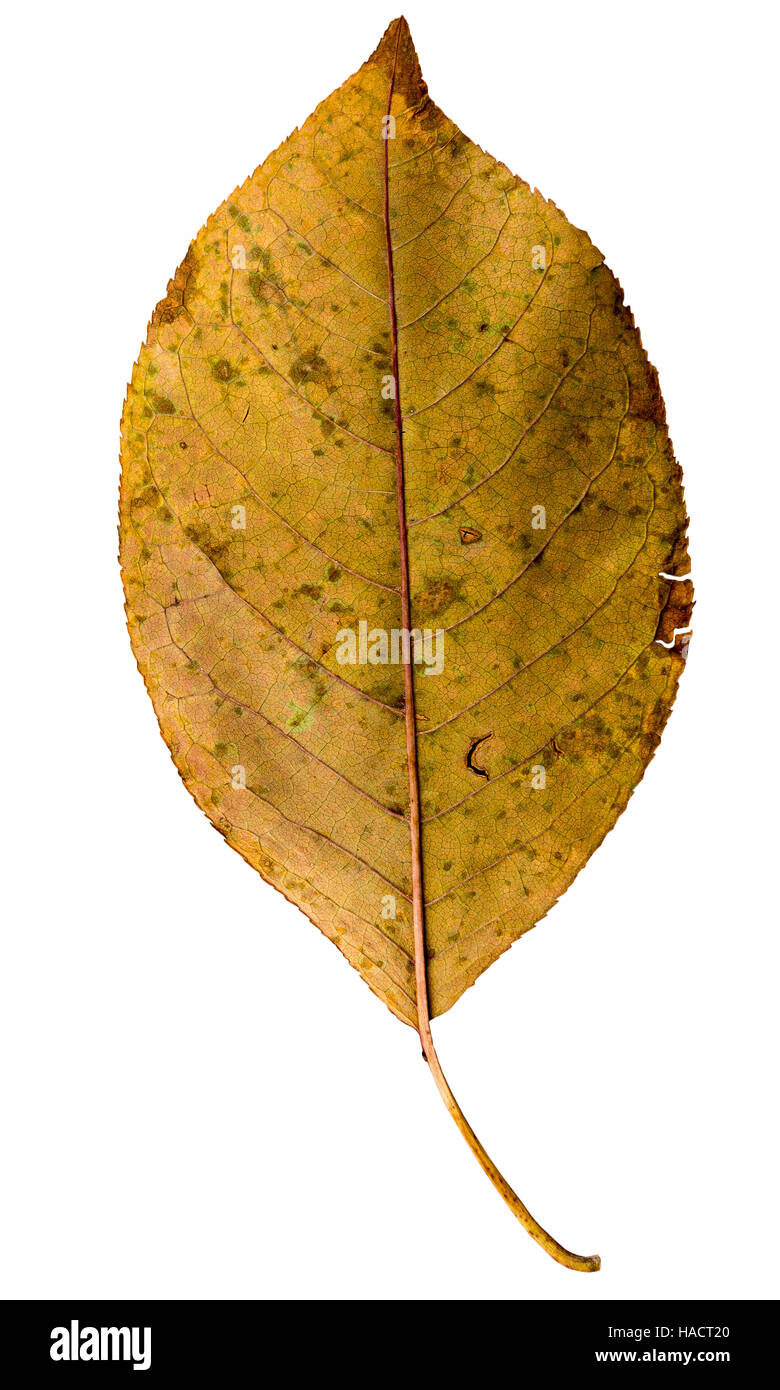 Close-up Photograph of a withering autumnal leaves isolated on white ...