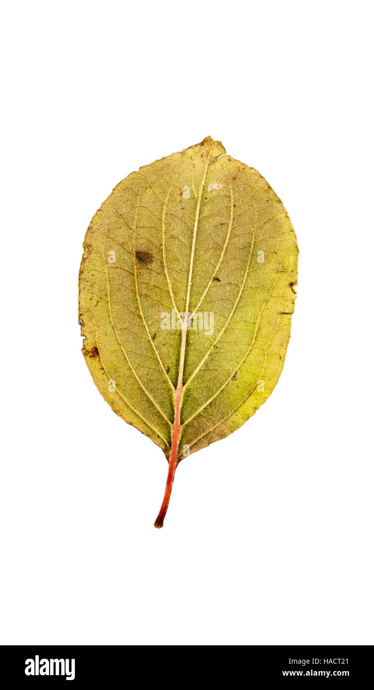 Close-up Photograph of a withering autumnal leaves isolated on white ...