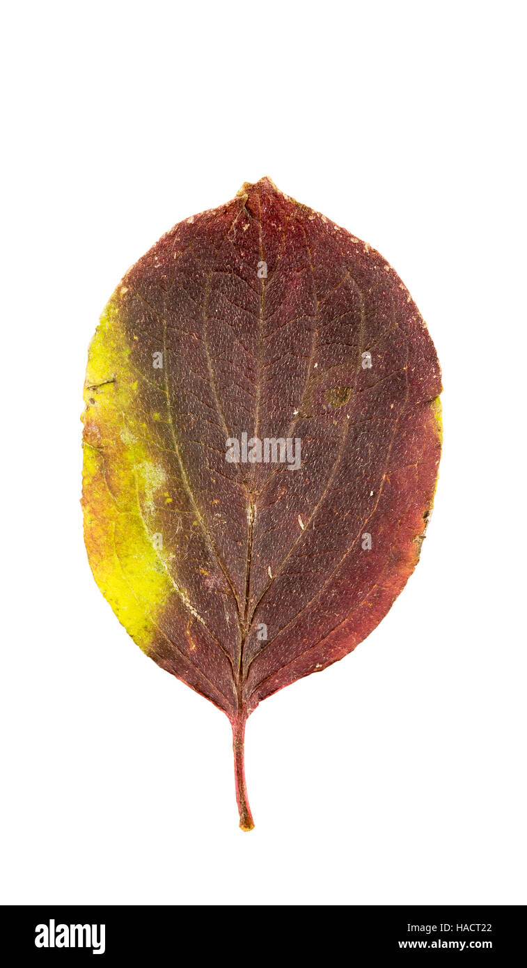Close-up Photograph of a withering autumnal leaves isolated on white ...
