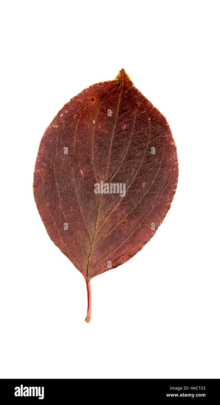 Close-up Photograph of a withering autumnal leaves isolated on white ...
