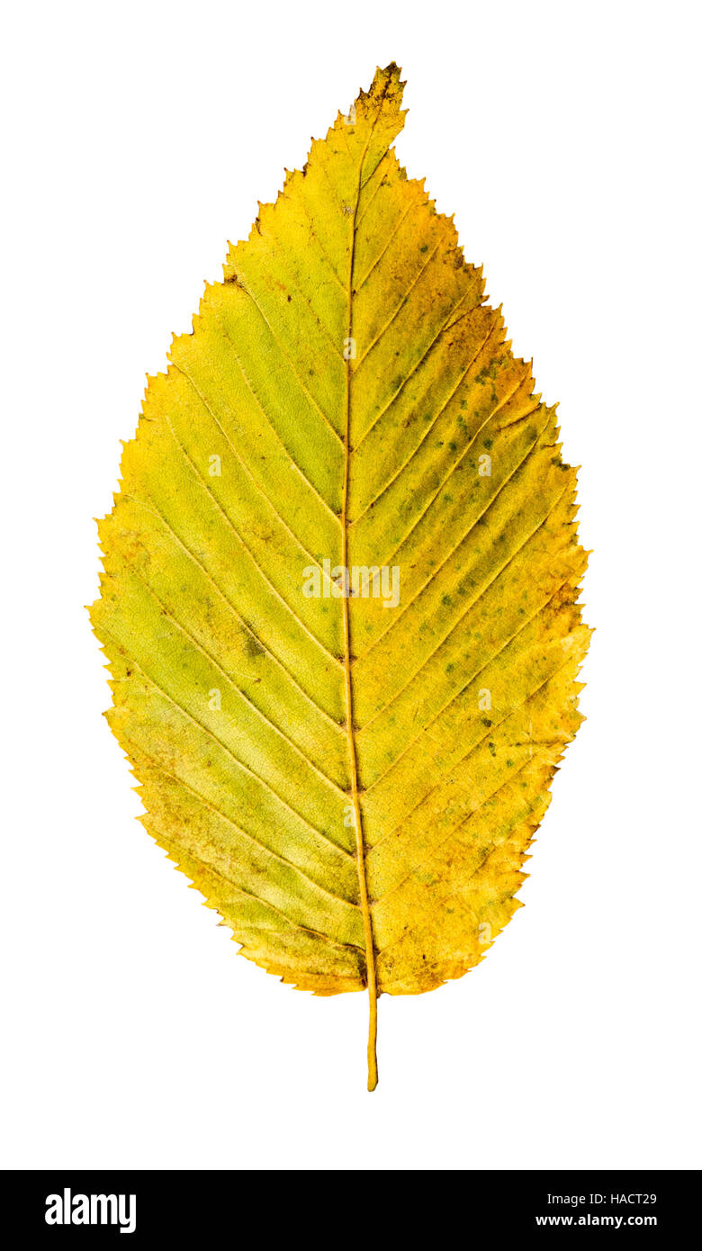 Beech tree leaves isolated hi-res stock photography and images - Alamy