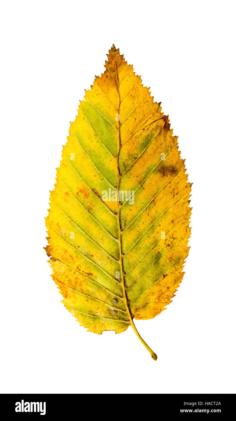 Close-up Photograph of a withering autumnal common beech tree leaves ...