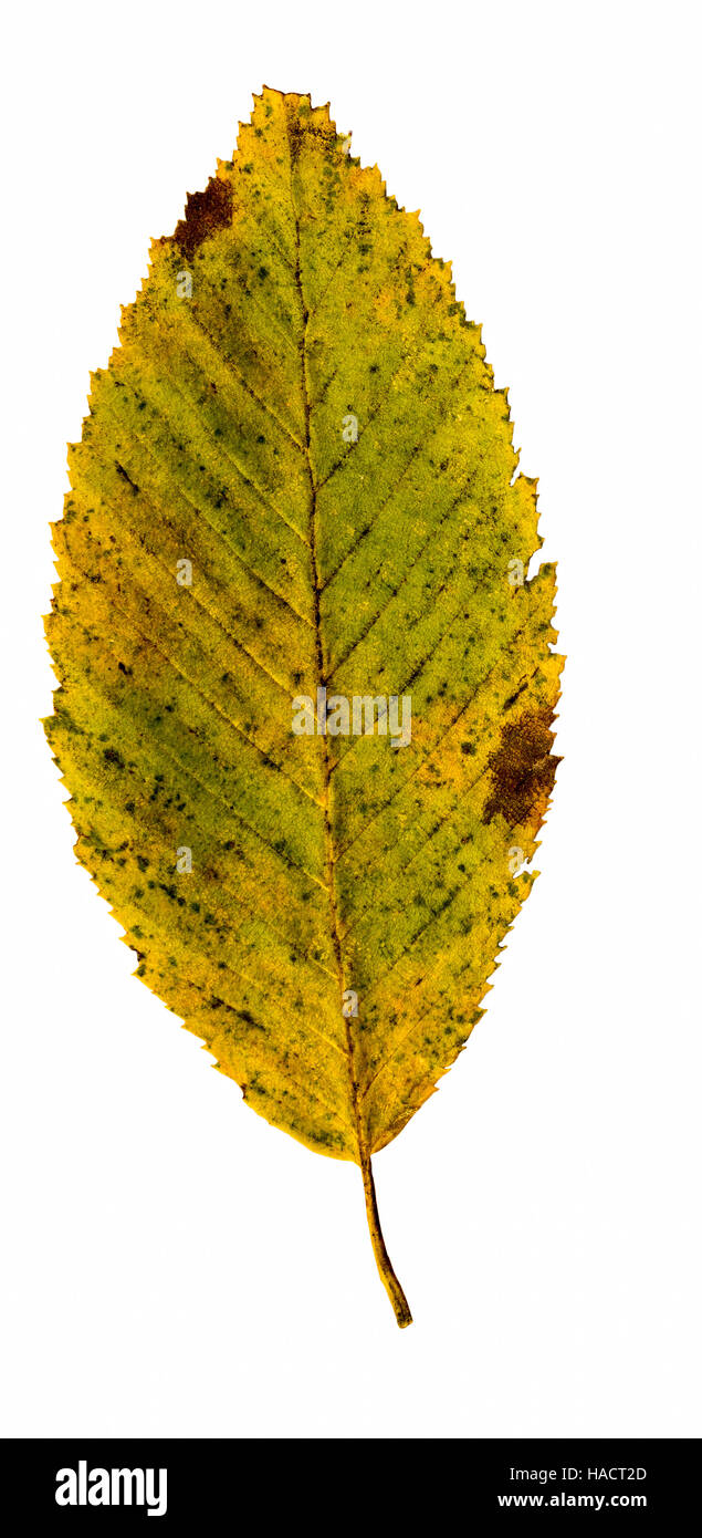Close-up Photograph of a withering autumnal common beech tree leaves ...