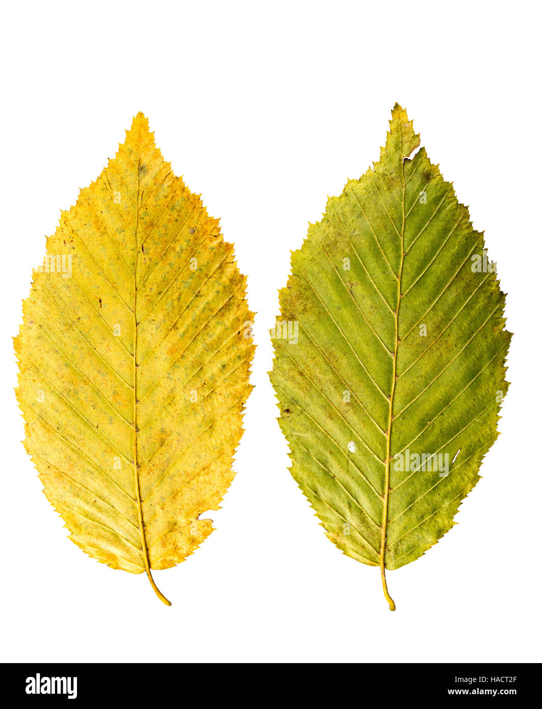 Close-up Photograph of a withering autumnal common beech tree leaves ...