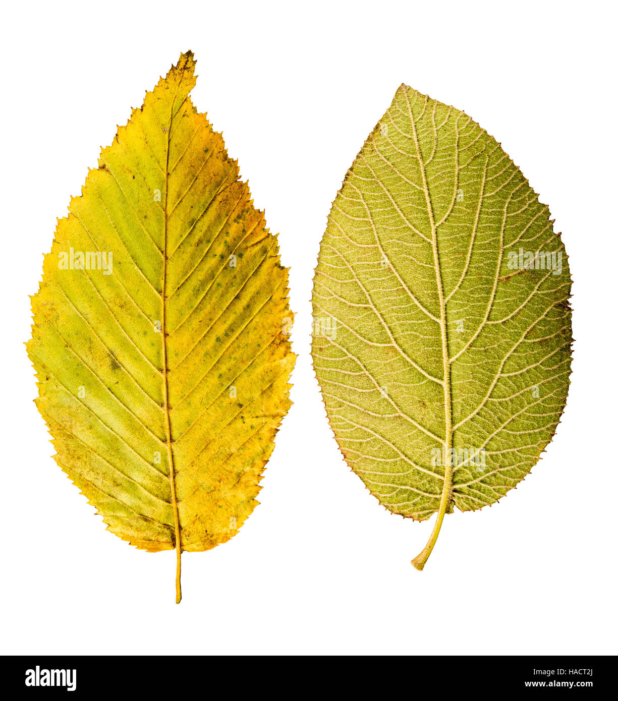 Close-up Photograph of a withering autumnal common beech tree leaves ...
