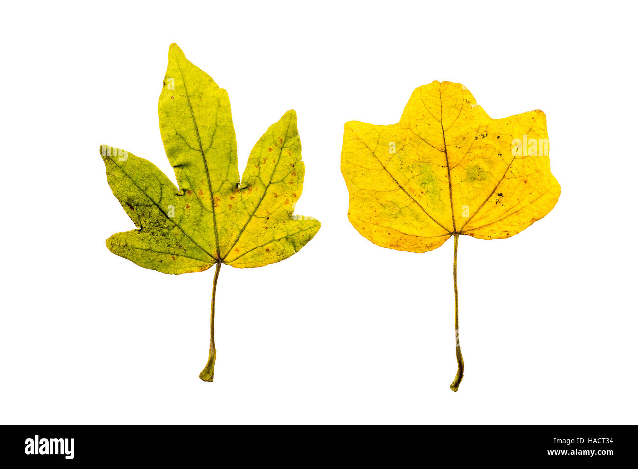 Close-up Photograph of a withering autumnal fig tree leaves isolated on ...