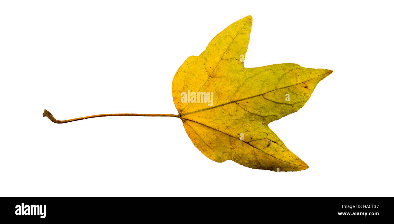 Close-up Photograph of a withering autumnal fig tree leaves isolated on ...