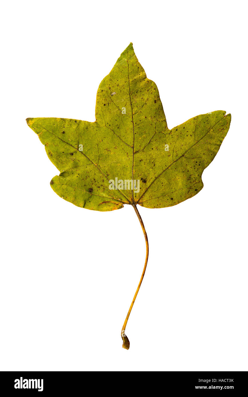 Close-up Photograph of a withering autumnal fig tree leaves isolated on ...