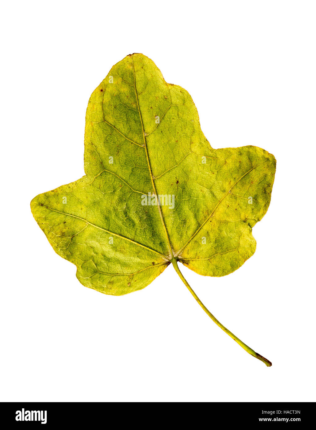 Close-up Photograph of a withering autumnal fig tree leaves isolated on ...