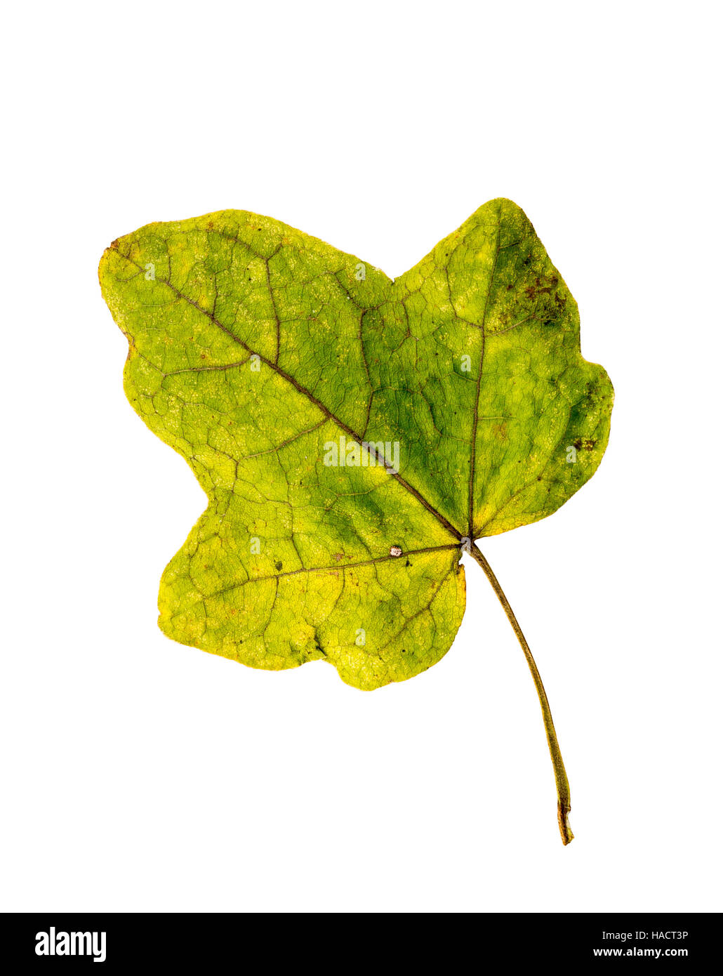 Close-up Photograph of a withering autumnal fig tree leaves isolated on ...