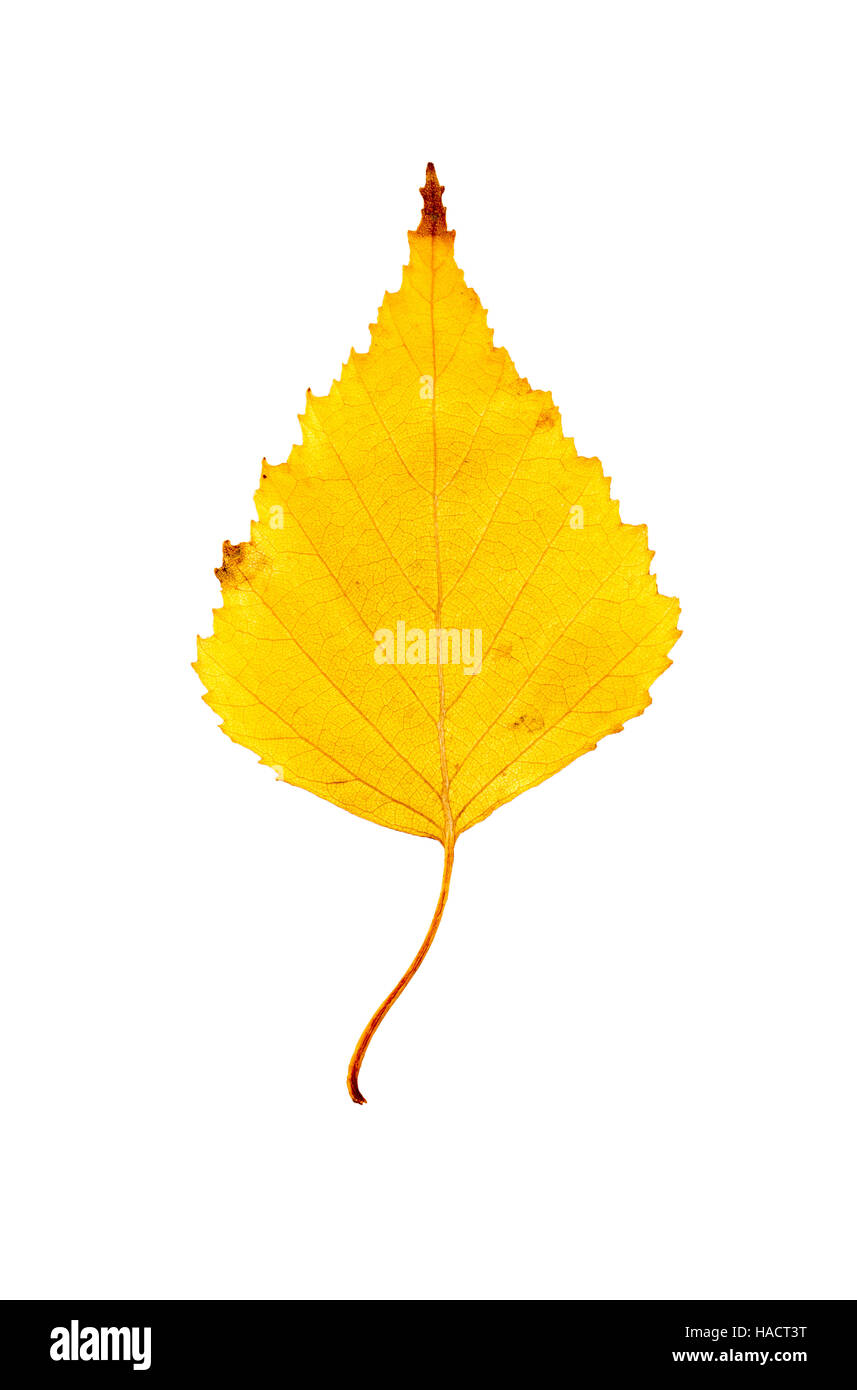 Close-up Photograph of a withering autumnal birch tree leaf isolated on ...