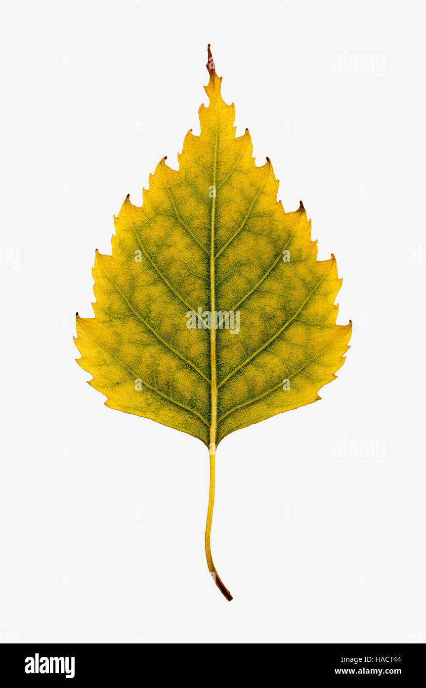 Sag tree hi-res stock photography and images - Alamy