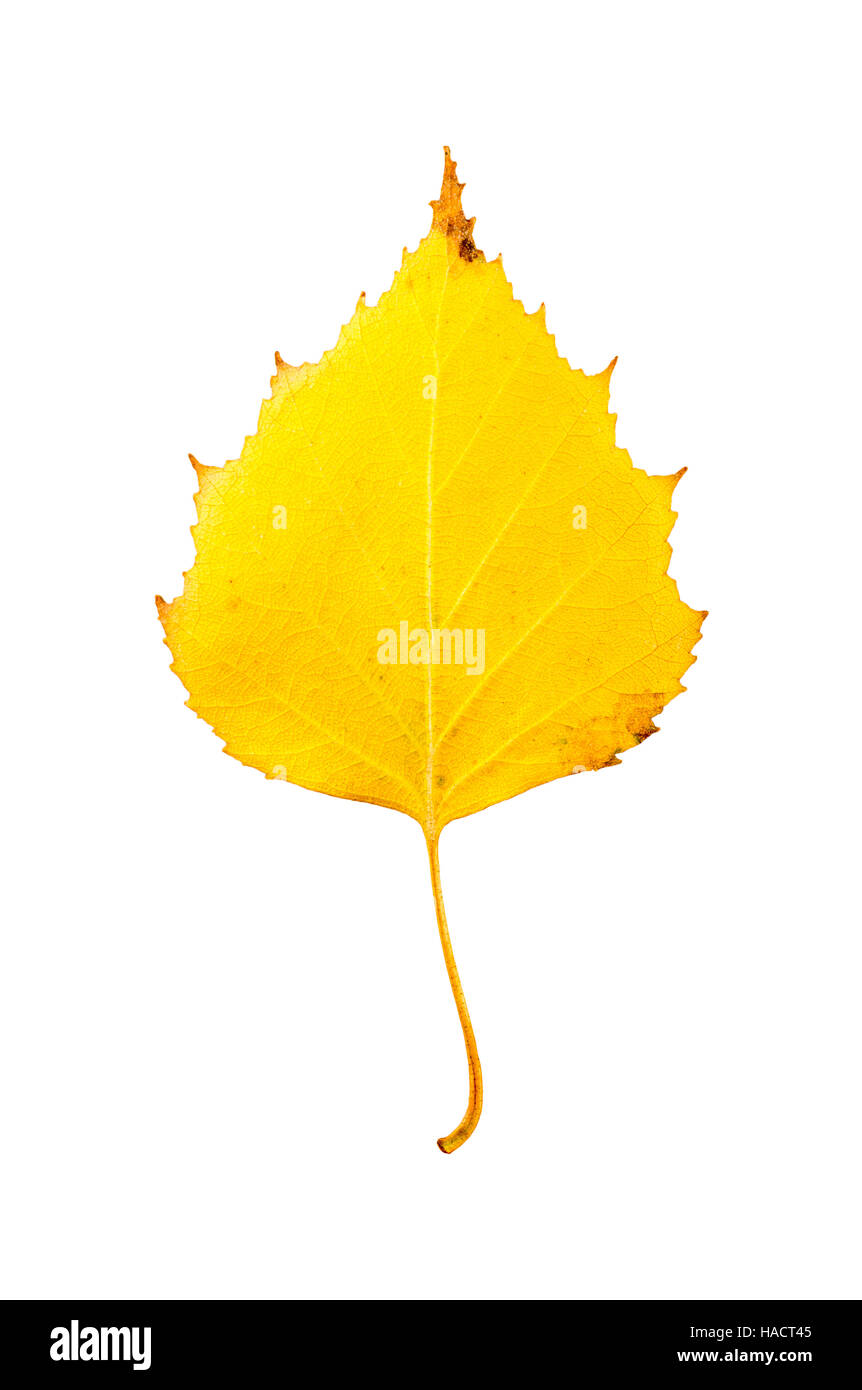 Birch tree in yellow Cut Out Stock Images & Pictures - Alamy