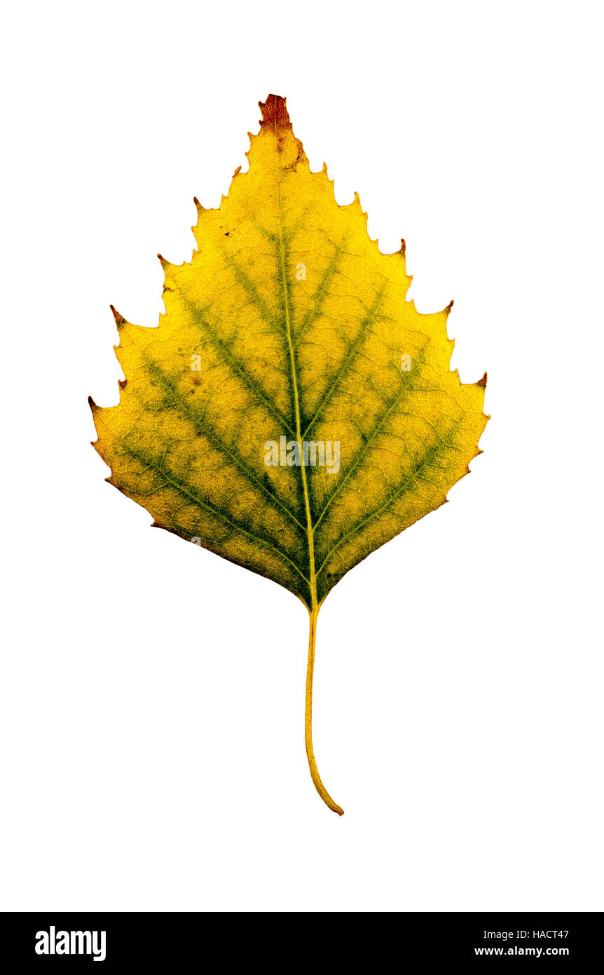 Birch tree in yellow Cut Out Stock Images & Pictures - Alamy